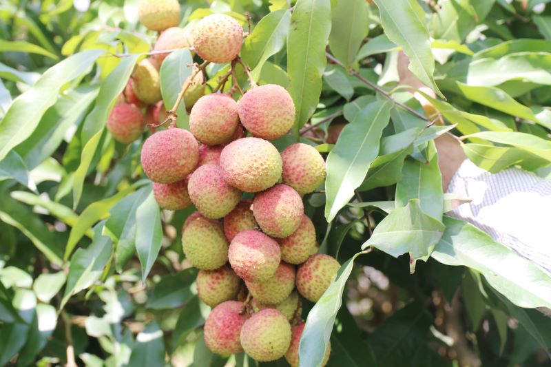 Vải Thiều Bình Khê - Đặc Sản Mùa Hè Chinh Phục Thực Khách